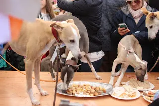 Whippets enjoying the Port Eliot Tea Party - JR Whippet Rescue