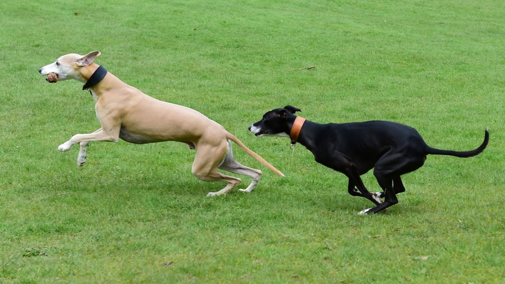 JR Whippet Rescue CIO - Helping whippets in need for over 50 yrs